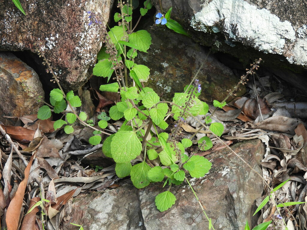 little spurflower in April 2024 by Robyn Combes · iNaturalist