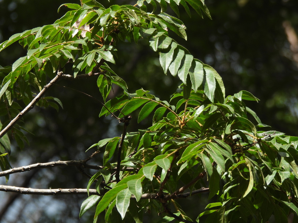Fern Top in April 2024 by Robyn Combes · iNaturalist