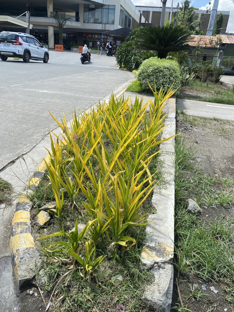 flowering plants from Mindanao, Tagum City, Davao Del Norte, PH on ...