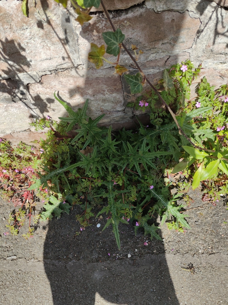 Bull Thistle from Birkenhead CH42, UK on April 28, 2024 at 01:27 PM by ...