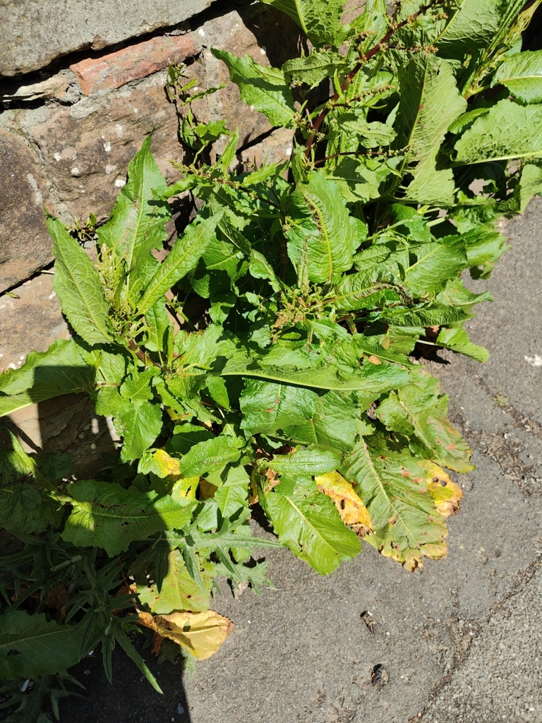 broad-leaved dock from Birkenhead CH42, UK on April 28, 2024 at 01:27 ...