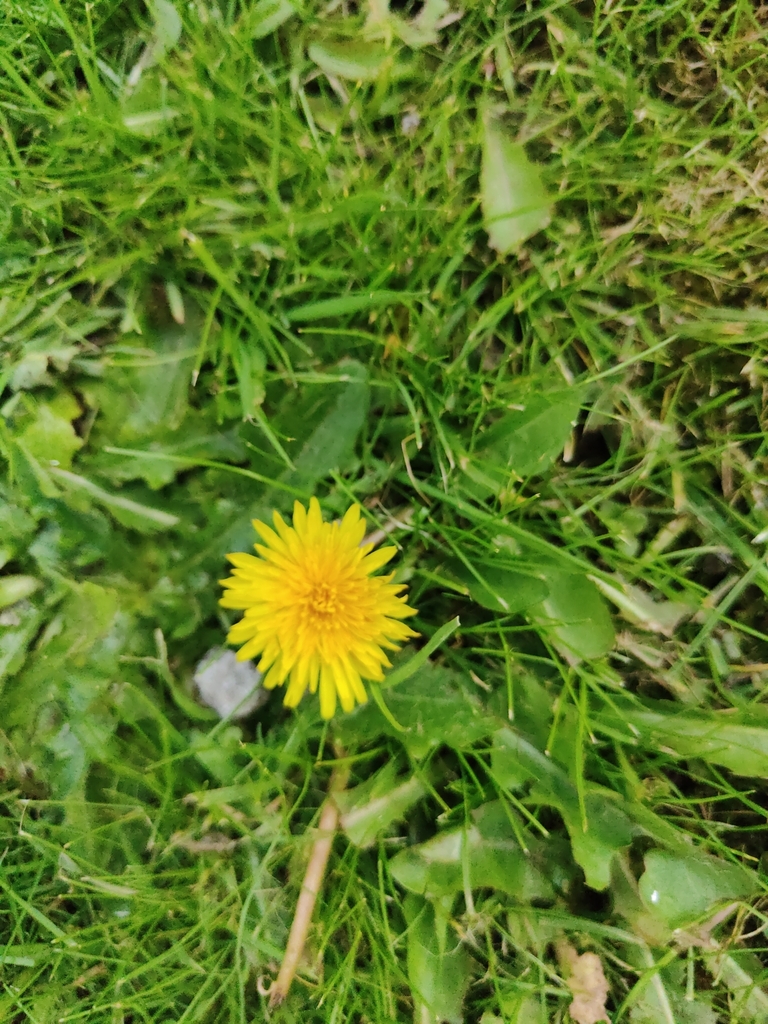 dandelions from Halton, England, GB on April 28, 2024 at 01:29 PM by ...