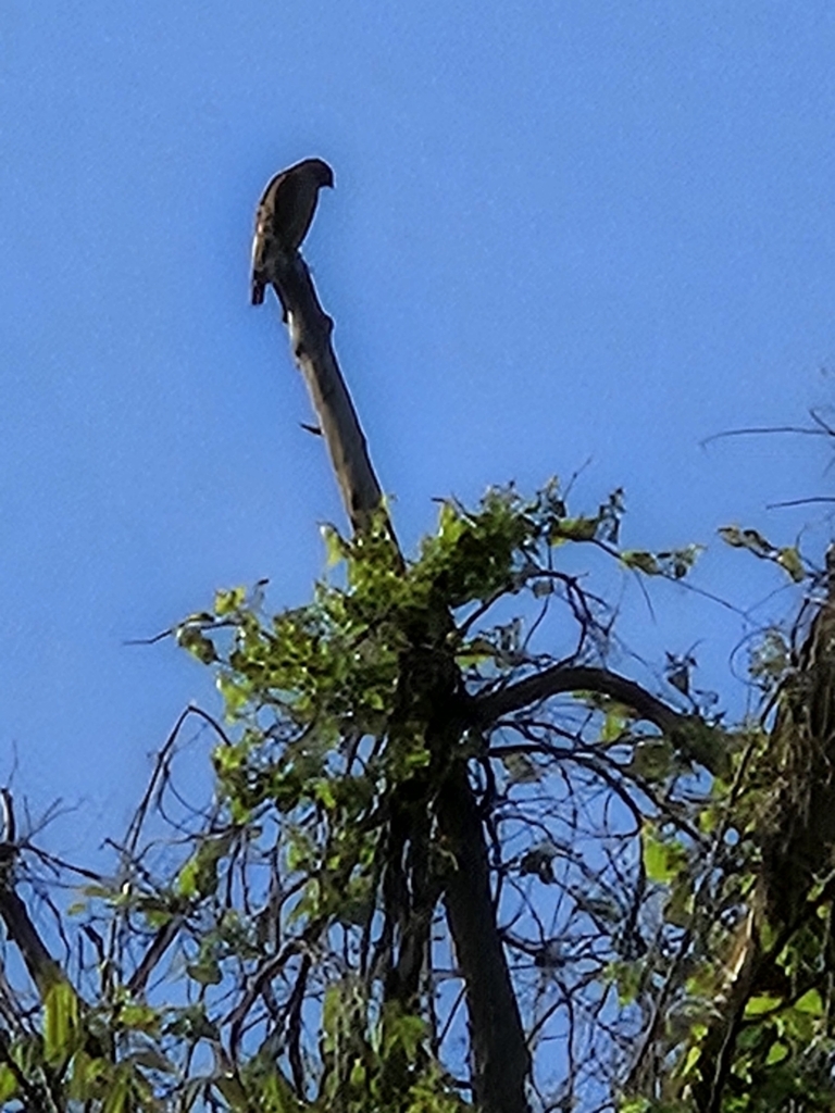 Red-shouldered Hawk from Richmond city County, US-VA, US on April 28 ...