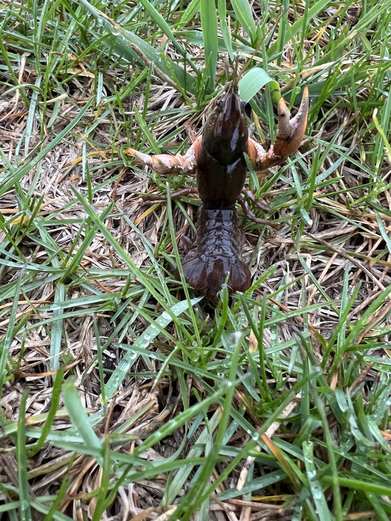 Prairie Crayfish from Sumner, IA, US on April 28, 2024 at 07:56 AM by ...