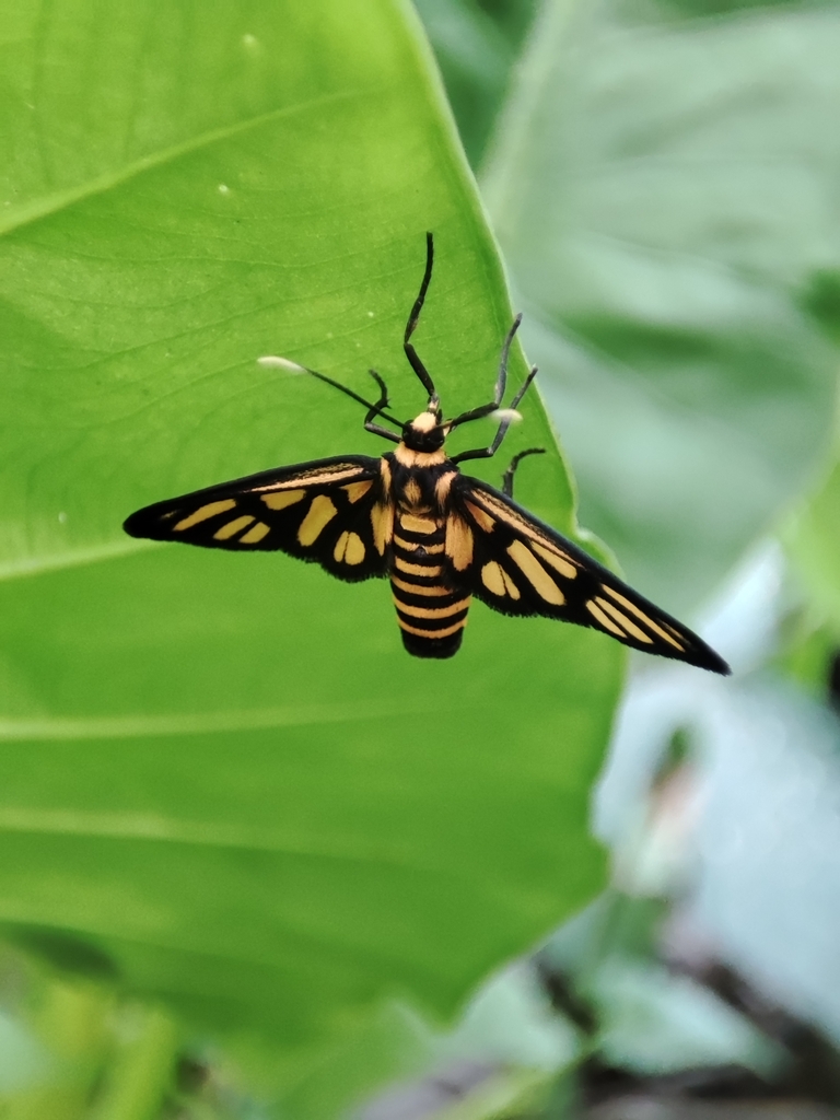 Hübner's Wasp Moth from Apokon, Tagum, Davao del Norte, Philippines on ...