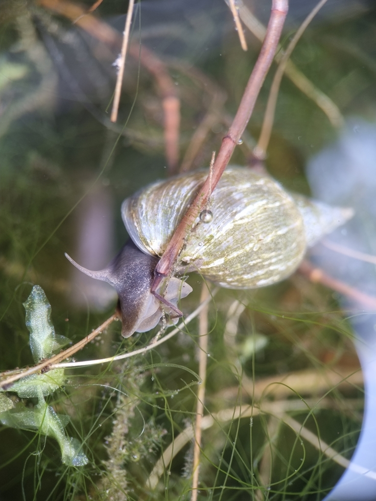 Great Pond Snail from Welsh Harp Environmental Education Centre, London ...