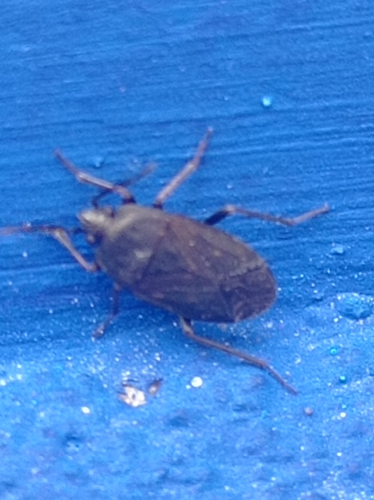 Pentatomomorph Bugs from Colombia on April 28, 2024 at 08:36 AM by ...