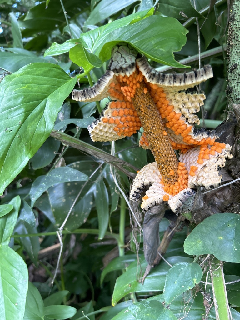 Centipede Tongavine from Puerto Rico, San Juan, Puerto Rico, US on ...