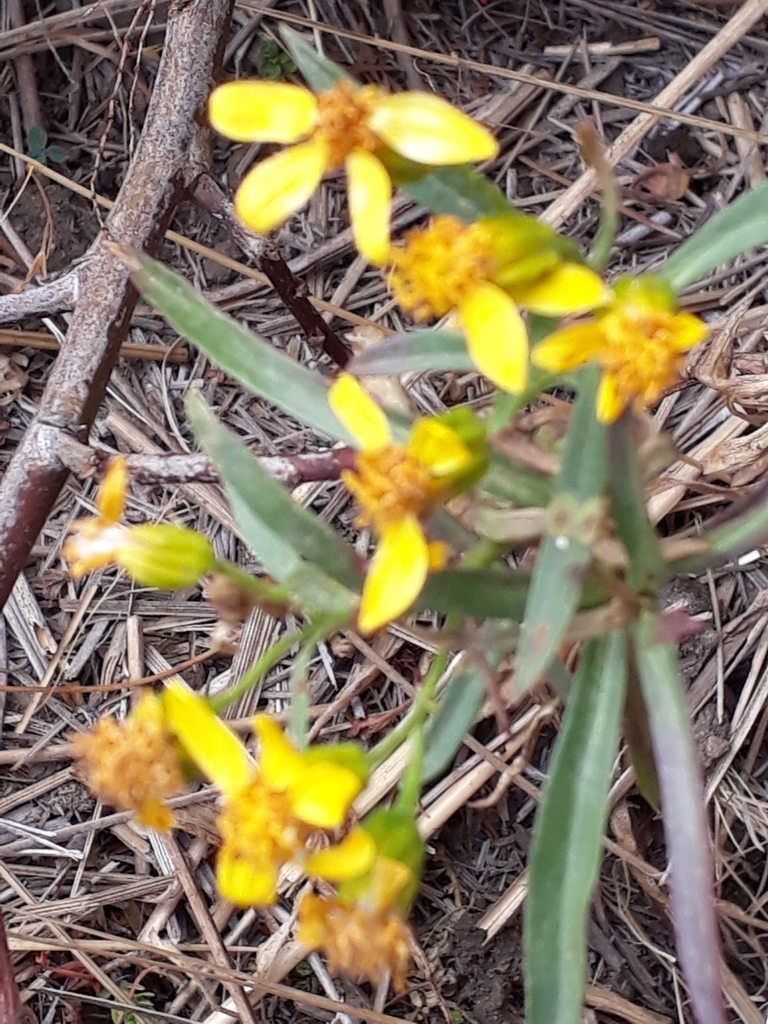 Willow Ragwort from Unnamed Road, Estado de México, México on April 29, 2019 at 02:41 PM by ...