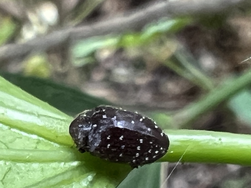 Chelonarium obscuripenne from 美崙山公園, 花蓮市, HUA, TW on April 28, 2024 at ...