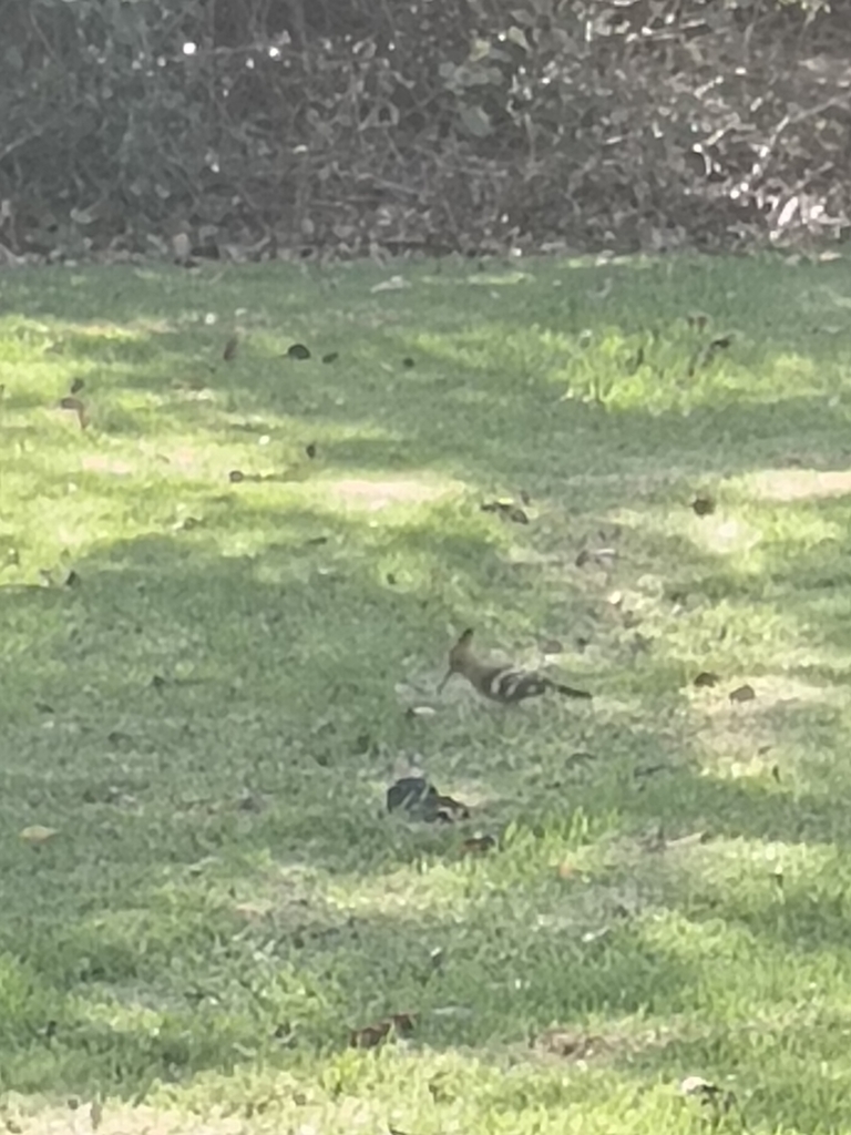 African Hoopoe from WVCM+9M, Somerset West, Cape Town, 7130, South ...