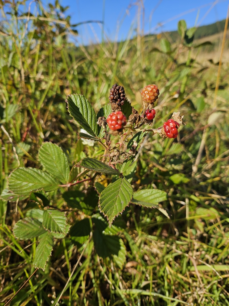 sand blackberry from uMngeni Local Municipality, South Africa on April ...
