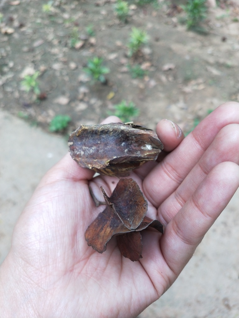 Arjun tree from Hauz Khas, New Delhi, Delhi, India on April 28, 2024 at ...