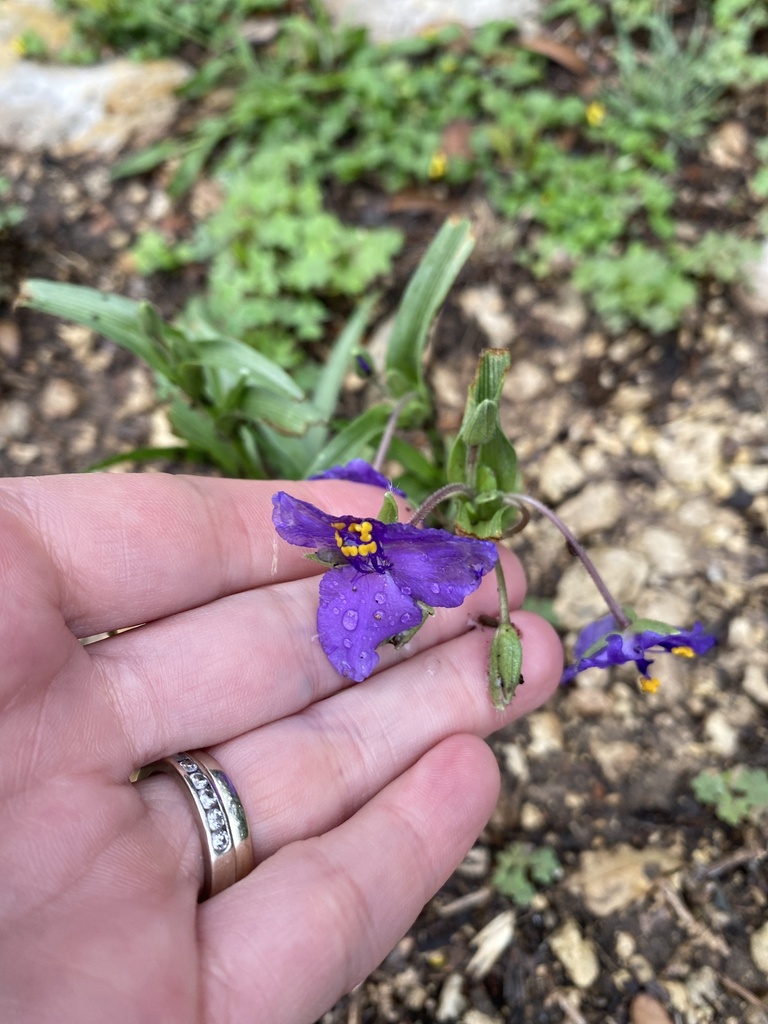 Spiderworts from Royal Gardens Dr, San Antonio, TX, US on April 28 ...