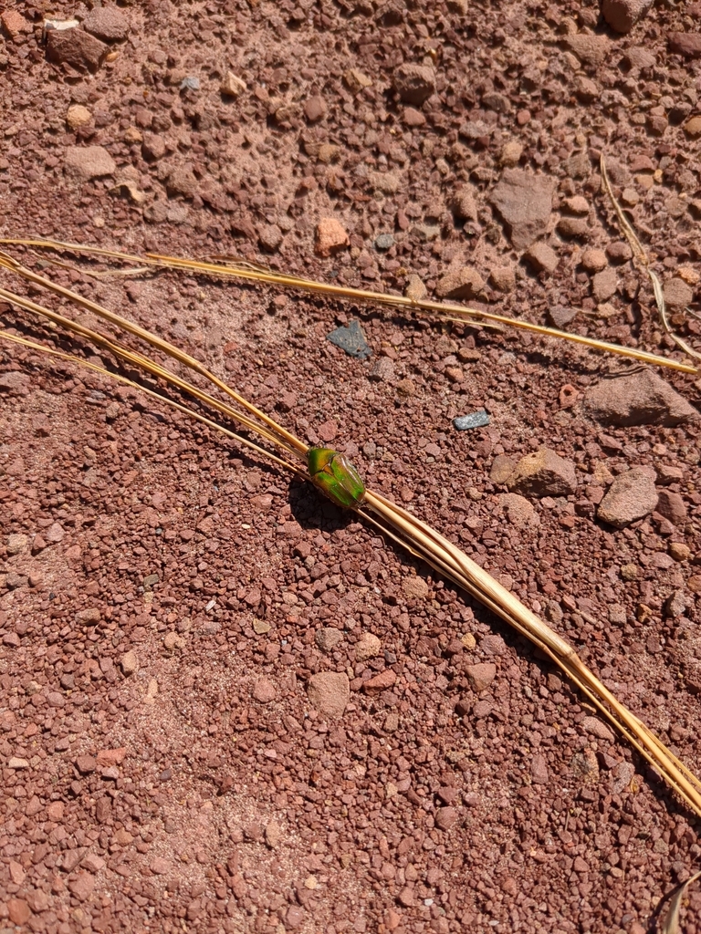 Emerald Euphoria from Unger, WV 25411, USA on April 28, 2024 at 11:38 ...