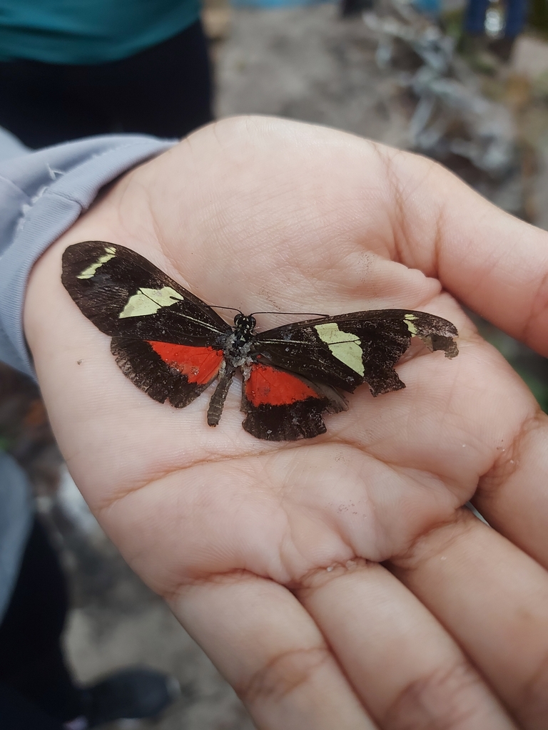 Heliconius ricini from Avenida Pro José Arthur De Carvalho - Lagoa ...