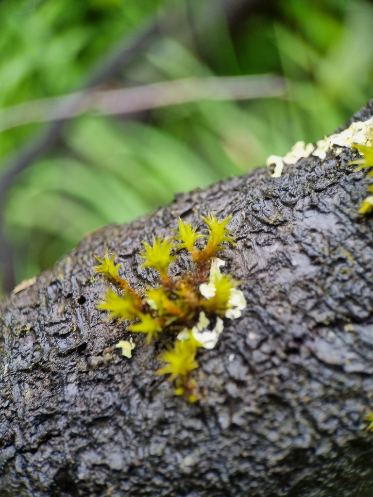 Wood Bristle-moss from Welsh Harp Environmental Education Centre ...