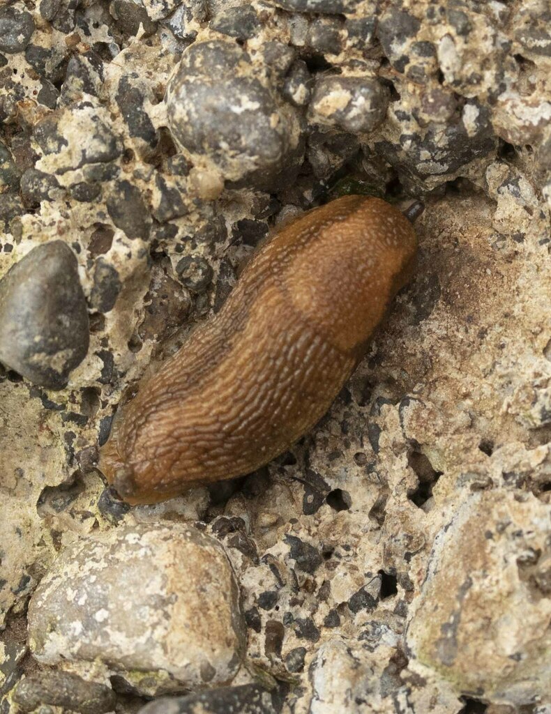 Western Dusky Slug from Southeast Portland, Portland, OR, USA on April ...