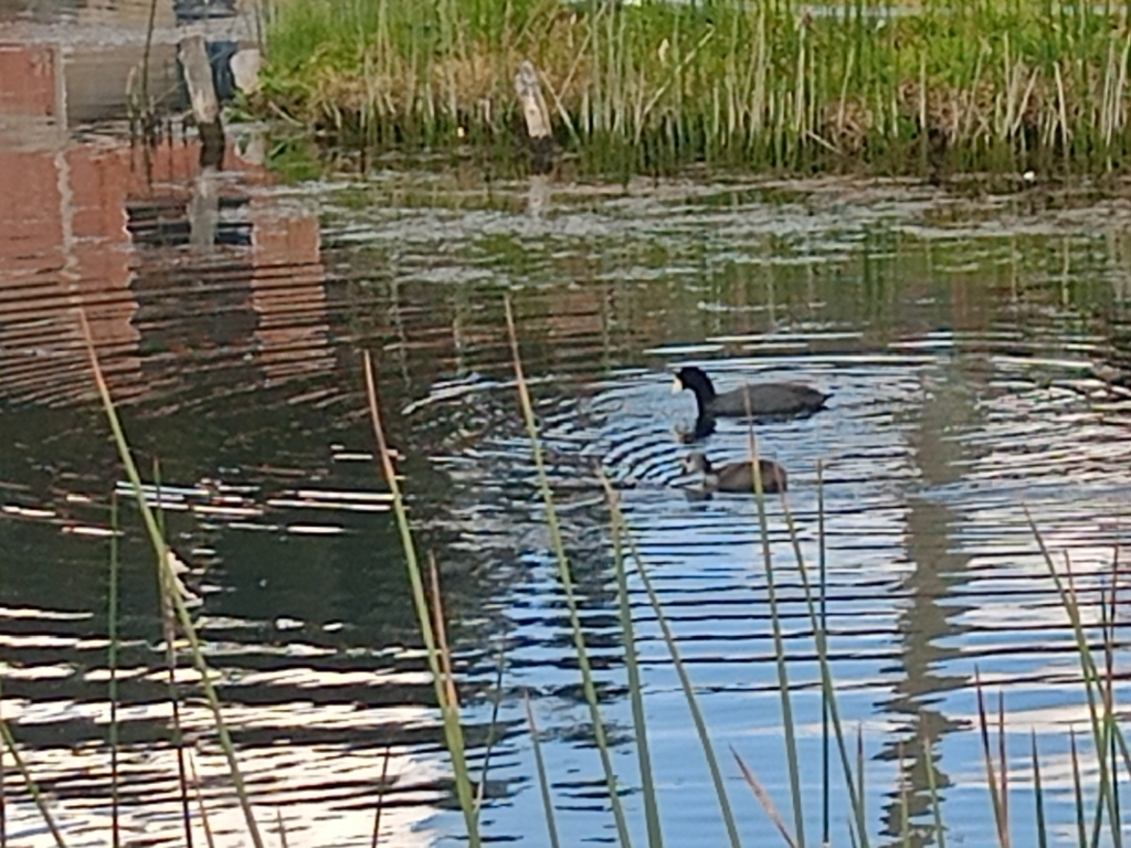 Slate-colored Coot from Cota Cota, La Paz, Bolivia on April 28, 2024 at ...