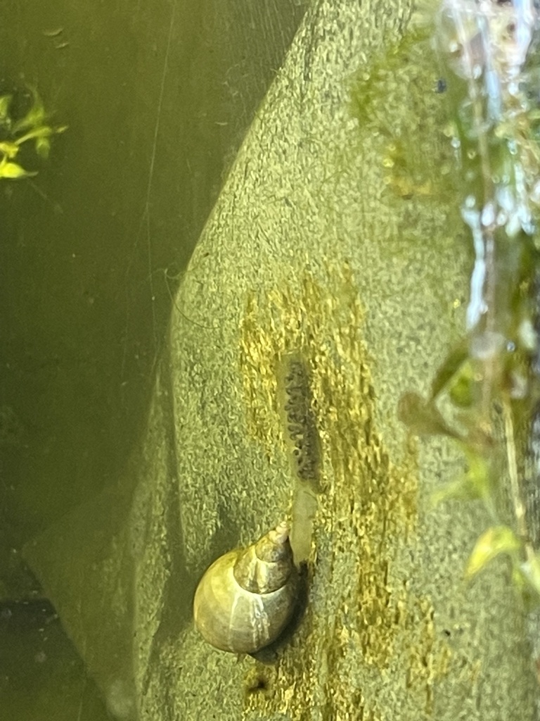 Great Pond Snail from Birchen Grove, London, England, GB on 28 April ...