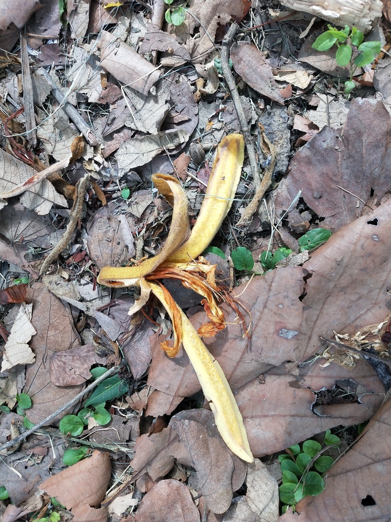 Bayur Tree from NCT of Delhi, West, India on April 28, 2024 at 09:26 AM ...