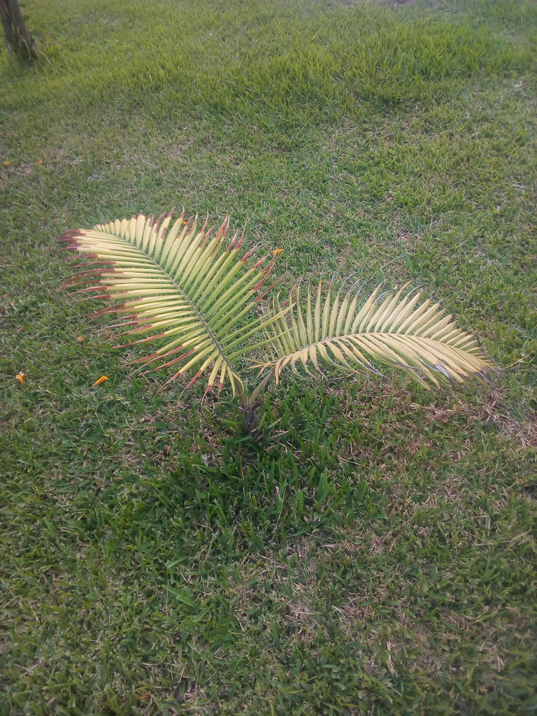 palms from La Molina 15024, Perú on April 29, 2019 by Jesus Antonio ...