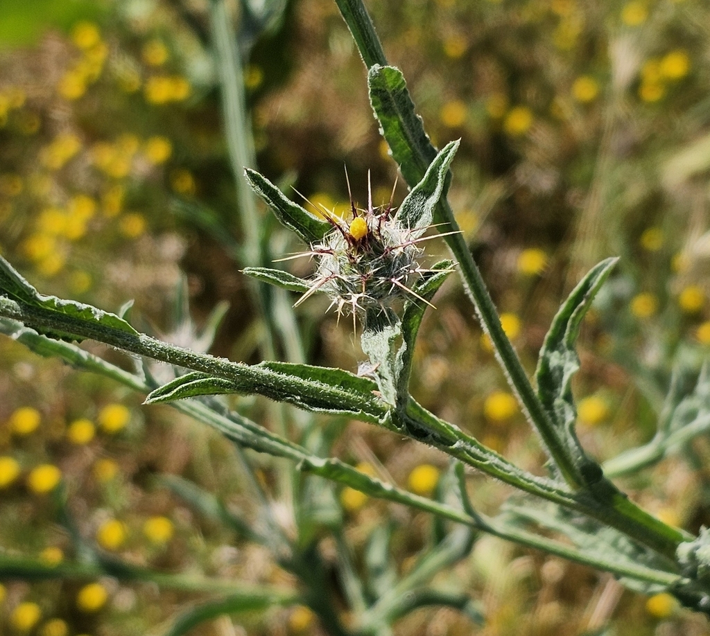 Maltese star-thistle from Dysart Ranchettes, El Mirage, AZ 85335, USA ...