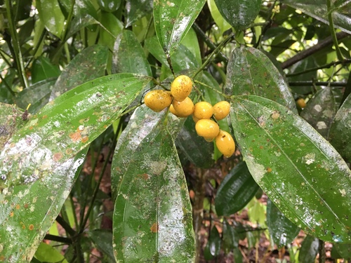 Abuta grandifolia · iNaturalist