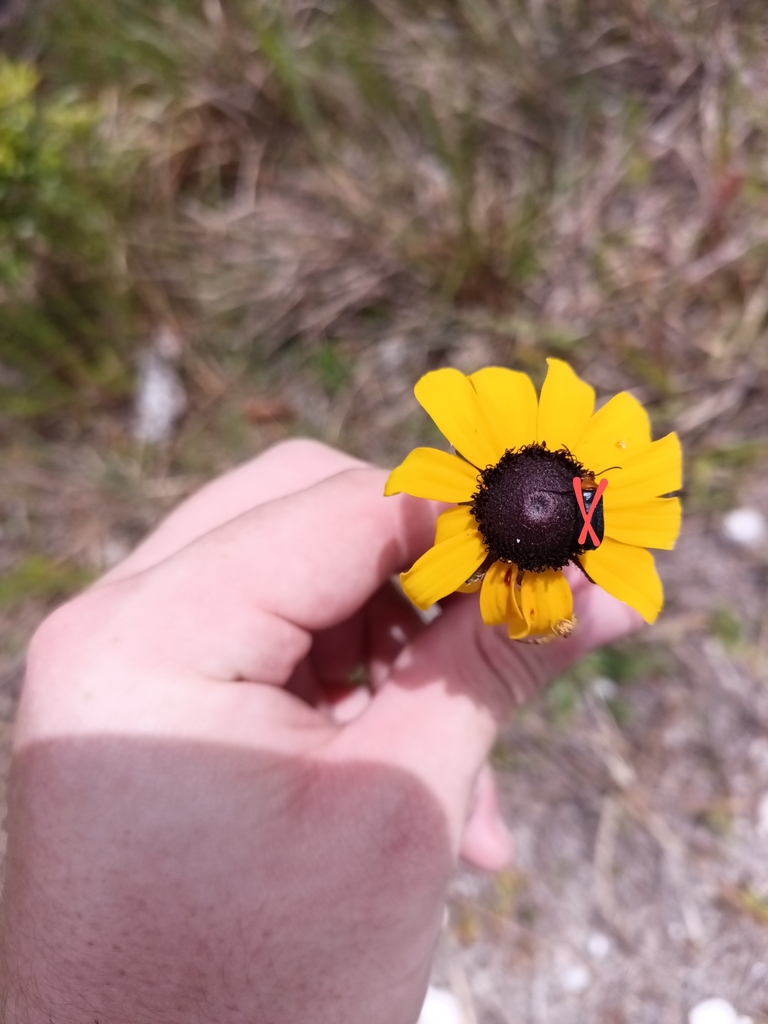 black-eyed Susan from Riviera Beach, FL 33418, USA on April 28, 2024 at ...
