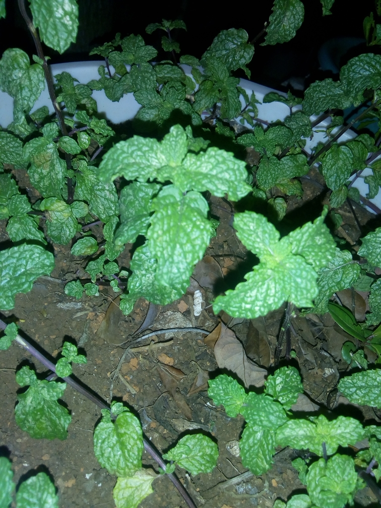 Aztec Sweet Herb from Calle 28 Nte & Calle Diagonal 75 Nte., Ejidal ...