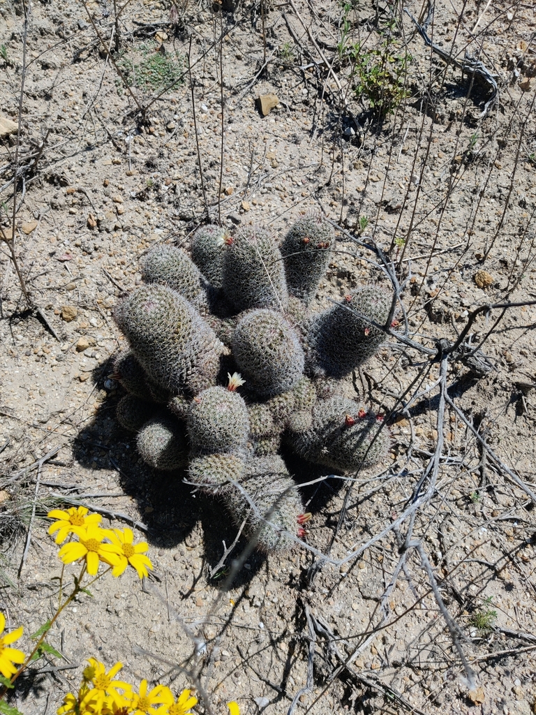 Peninsular fishhook cactus from Bonita Long Canyon, Chula Vista, CA ...