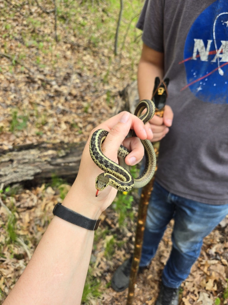 Eastern Garter Snake from Sylvan Township, MI, USA on April 28, 2024 at ...