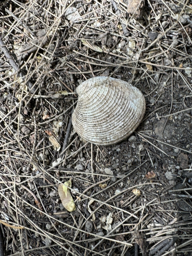Wavy Chione from Bosque Los Colomos, Guadalajara, Jal., MX on April 28 ...