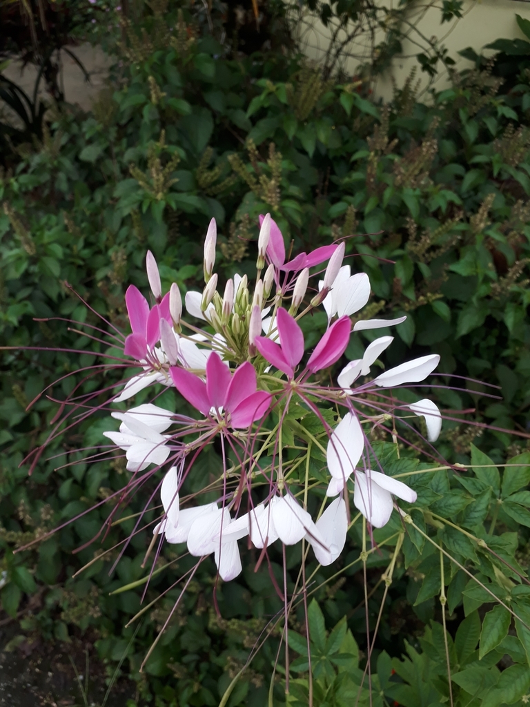 Spider flower from Tena, EC-NA, EC on April 29, 2019 at 05:27 PM by ...