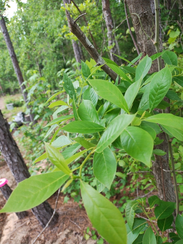 Black Tupelo from Tuskegee, AL 36083, USA on April 28, 2024 at 04:20 PM ...