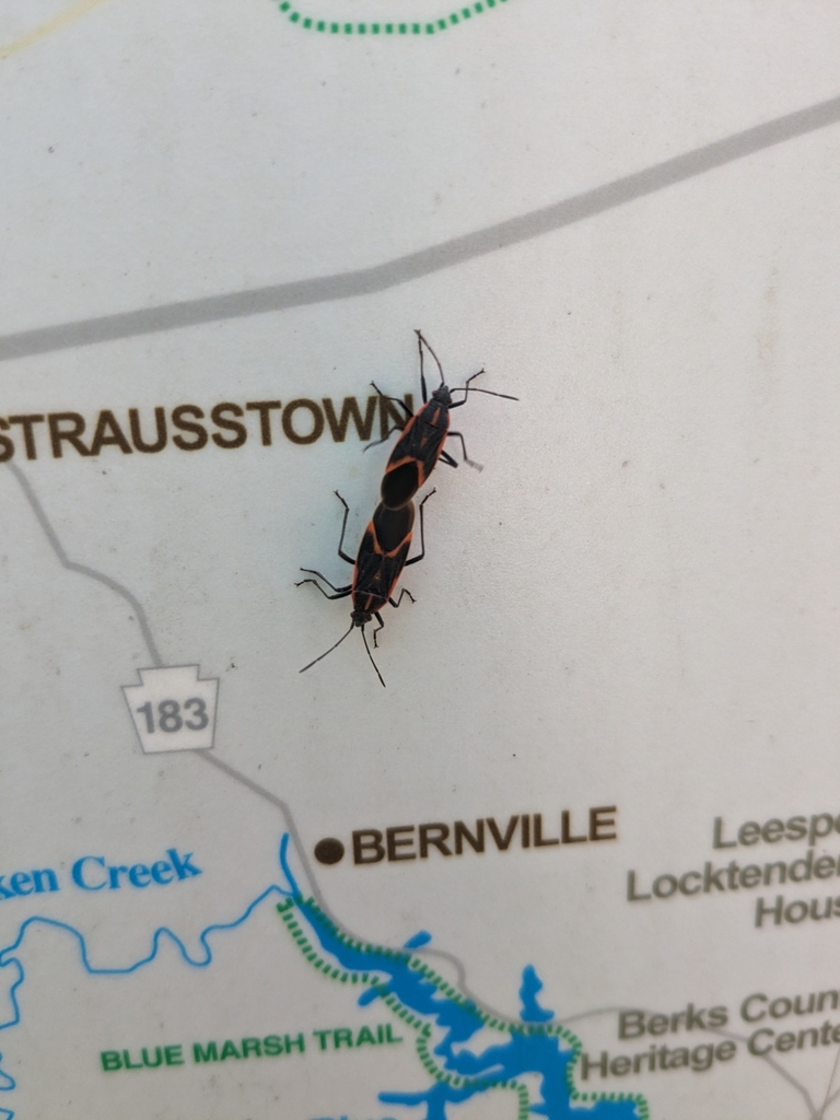 Eastern Boxelder Bug from Pottstown, PA 19464, USA on April 28, 2024 at ...