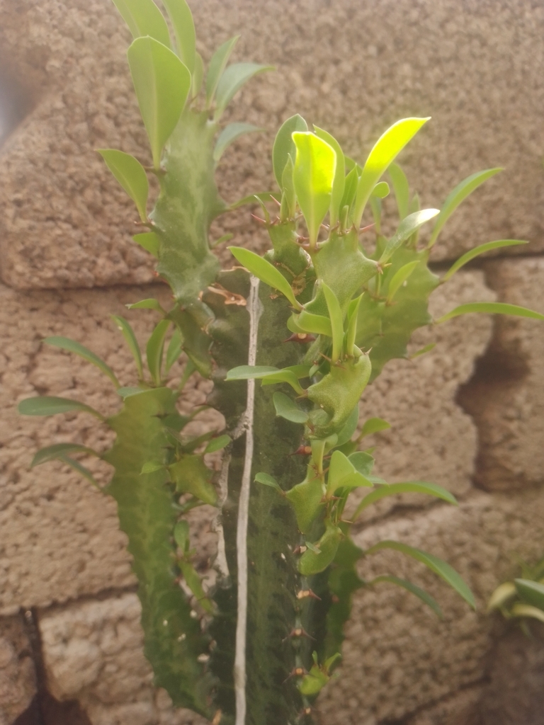 African Milk Weed from Manzana 004, San Francisco Acuexcomac, 56300 San ...