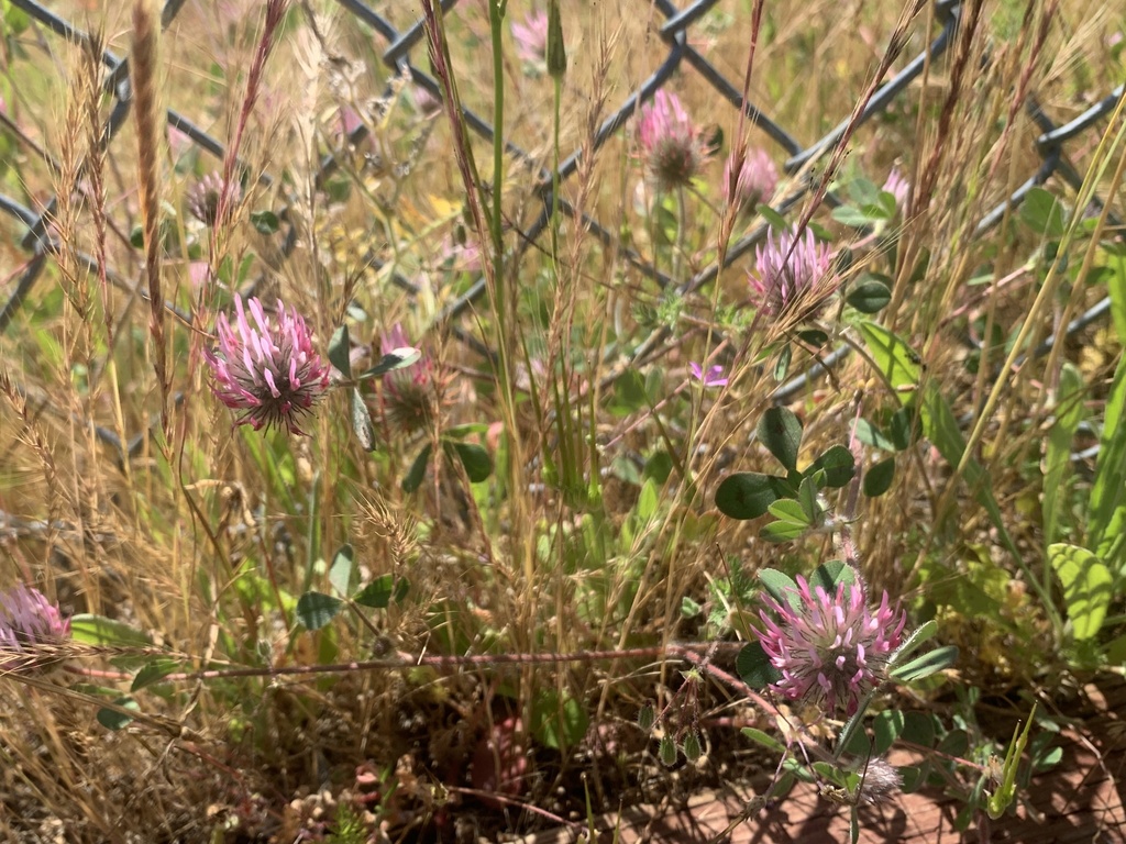 Rose Clover from Upper Sunrise Recreation Area, Gold River, CA, US on ...