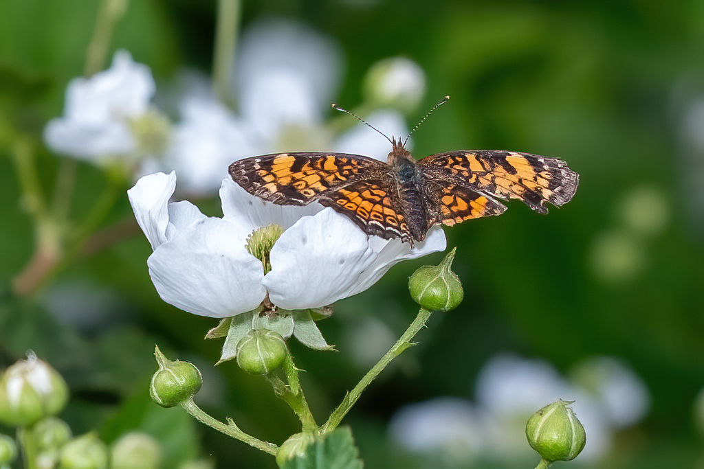 Pearl Crescent from Southwest Raleigh, Raleigh, NC, USA on April 26 ...