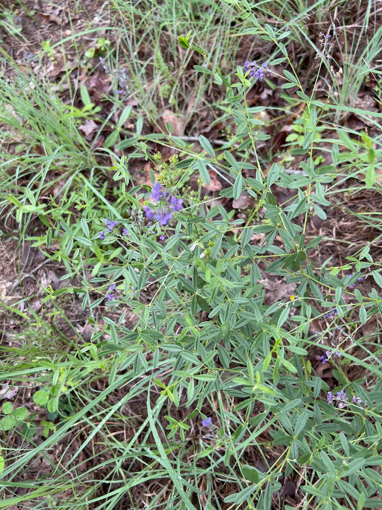 Slimflower Scurfpea from West Arlington, Arlington, TX, USA on April 28 ...