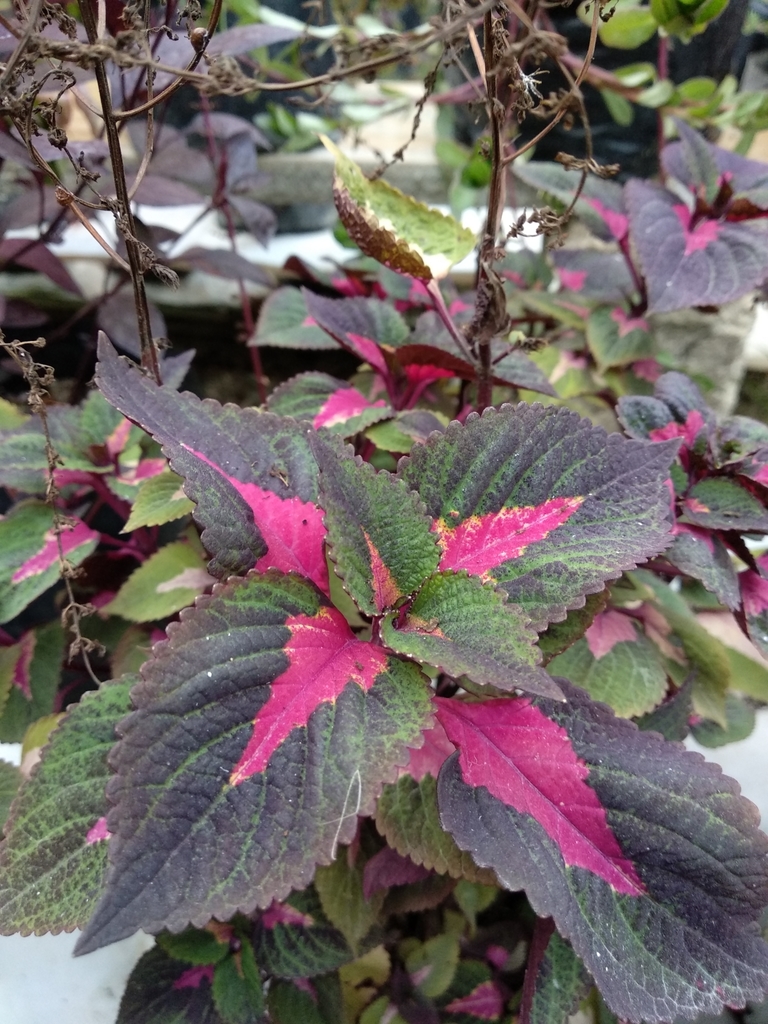 Coleus from Ocosingo, MX-CH, MX on April 29, 2019 at 07:02 AM by ...