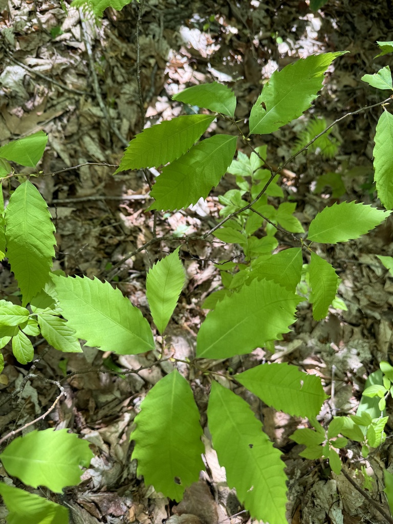 American chestnut from Great Smoky Mountains National Park, Gatlinburg ...