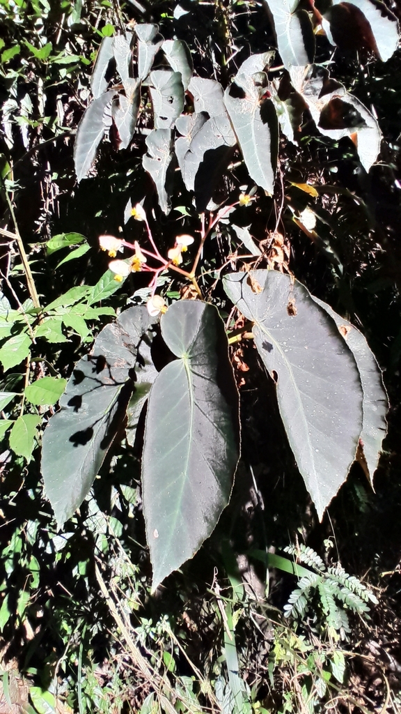 Begonia angularis from Reserva Biológica do Tinguá on April 28, 2024 at ...