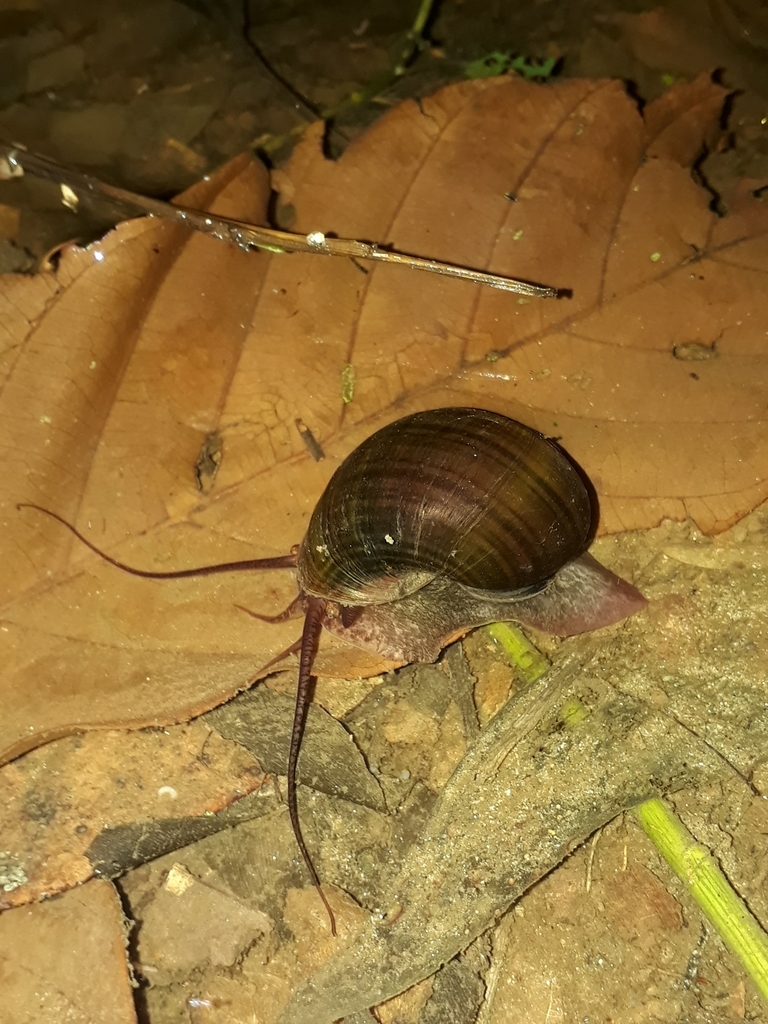 Common Apple Snails from Tena, EC-NA, EC on April 29, 2019 at 10:14 AM ...