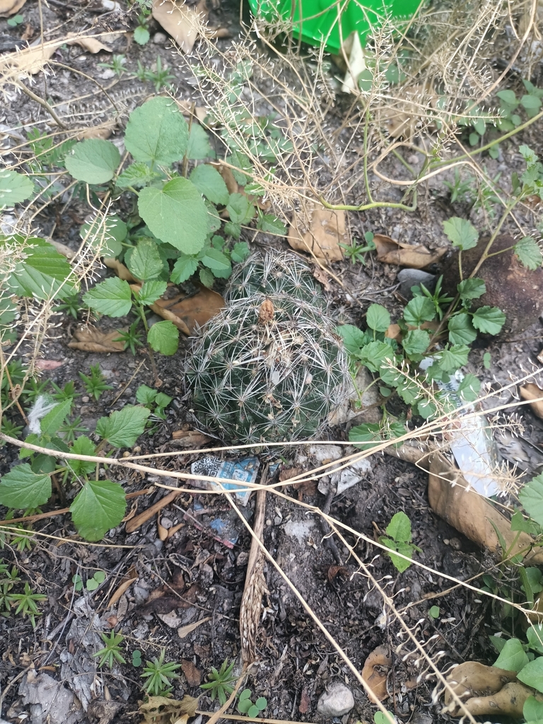 Coryphantha neglecta from 65650 Abasolo, N.L., México on April 28, 2024 ...