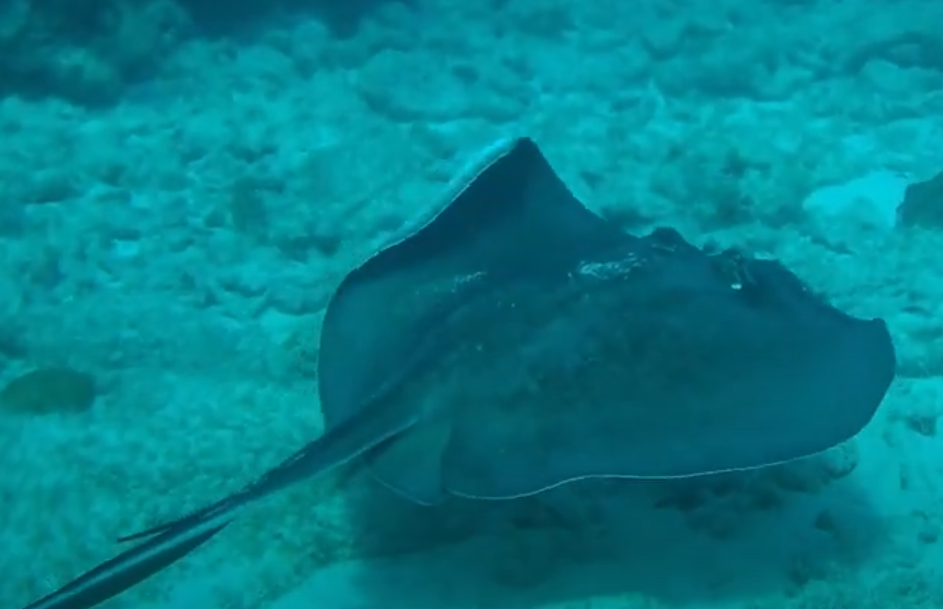 Southern Stingray from Looe Key National Marine Sanctuary Outstanding ...