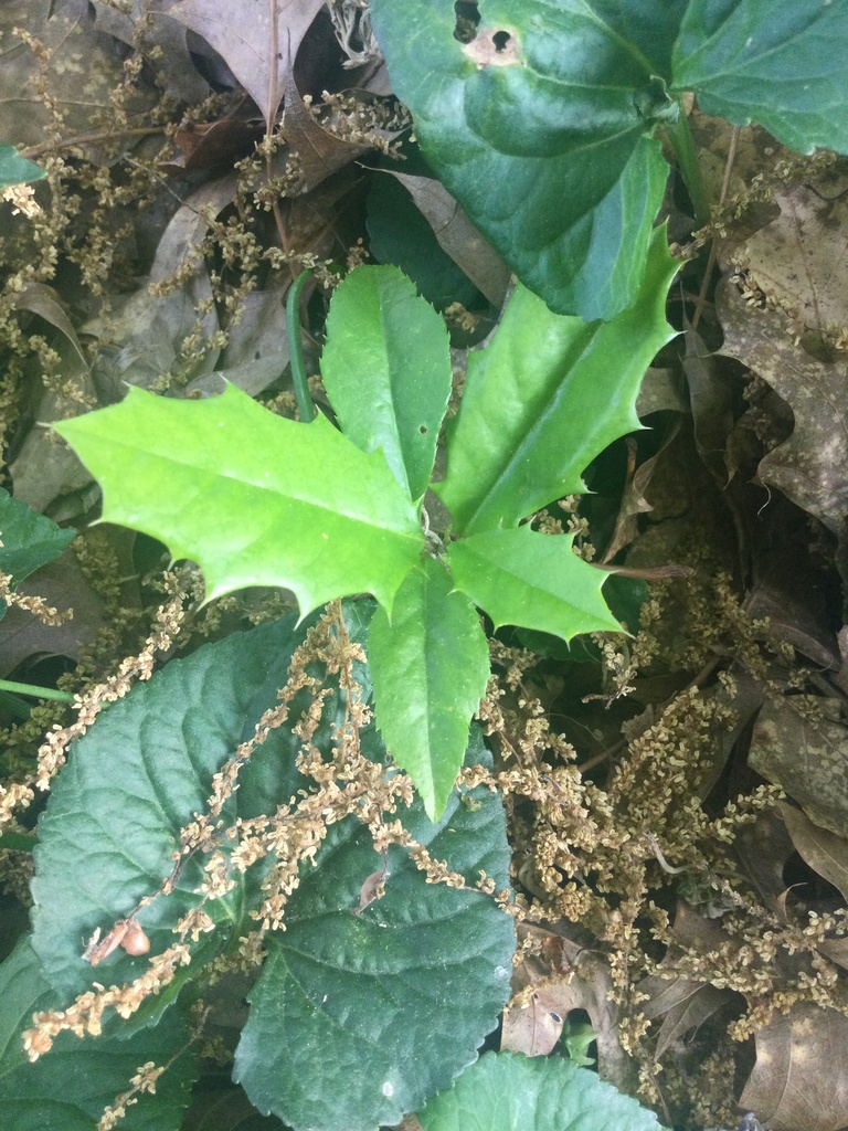 American holly from Applegate Ln, Louisville, KY, US on April 28, 2024 ...