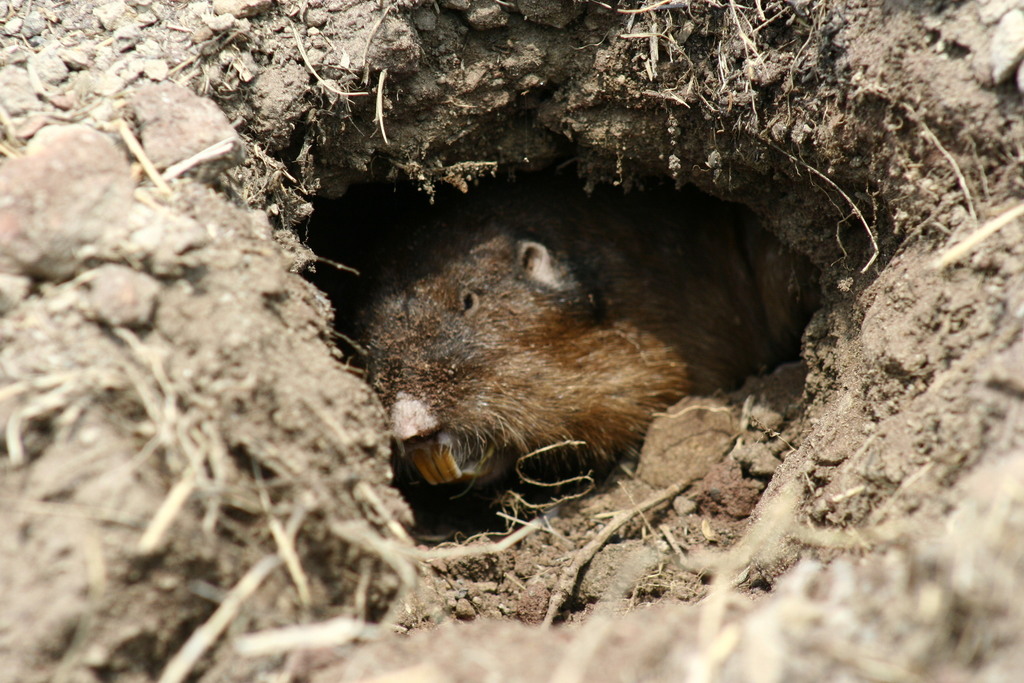Smoky Pocket Gopher from Zumpango, Méx., México on April 27, 2019 by ...