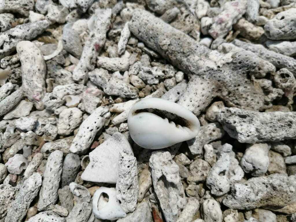 Prunum labiatum from Arrecife Alacranes, Yuc., México on April 28, 2024 ...