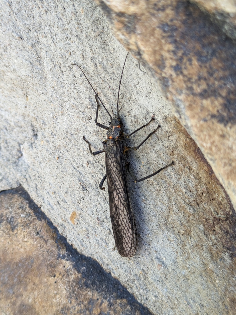 American Salmonfly from Hawkins County, TN, USA on April 28, 2024 at 01 ...